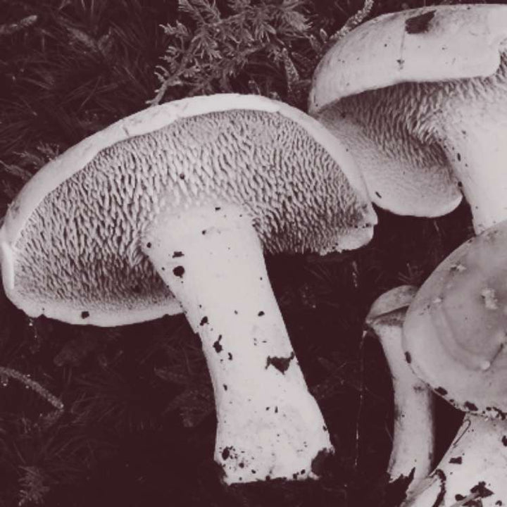 Recompose Store for Human Composting Enthusiasts – ShopRecompose