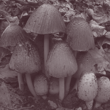 Recompose Store for Human Composting Enthusiasts – ShopRecompose